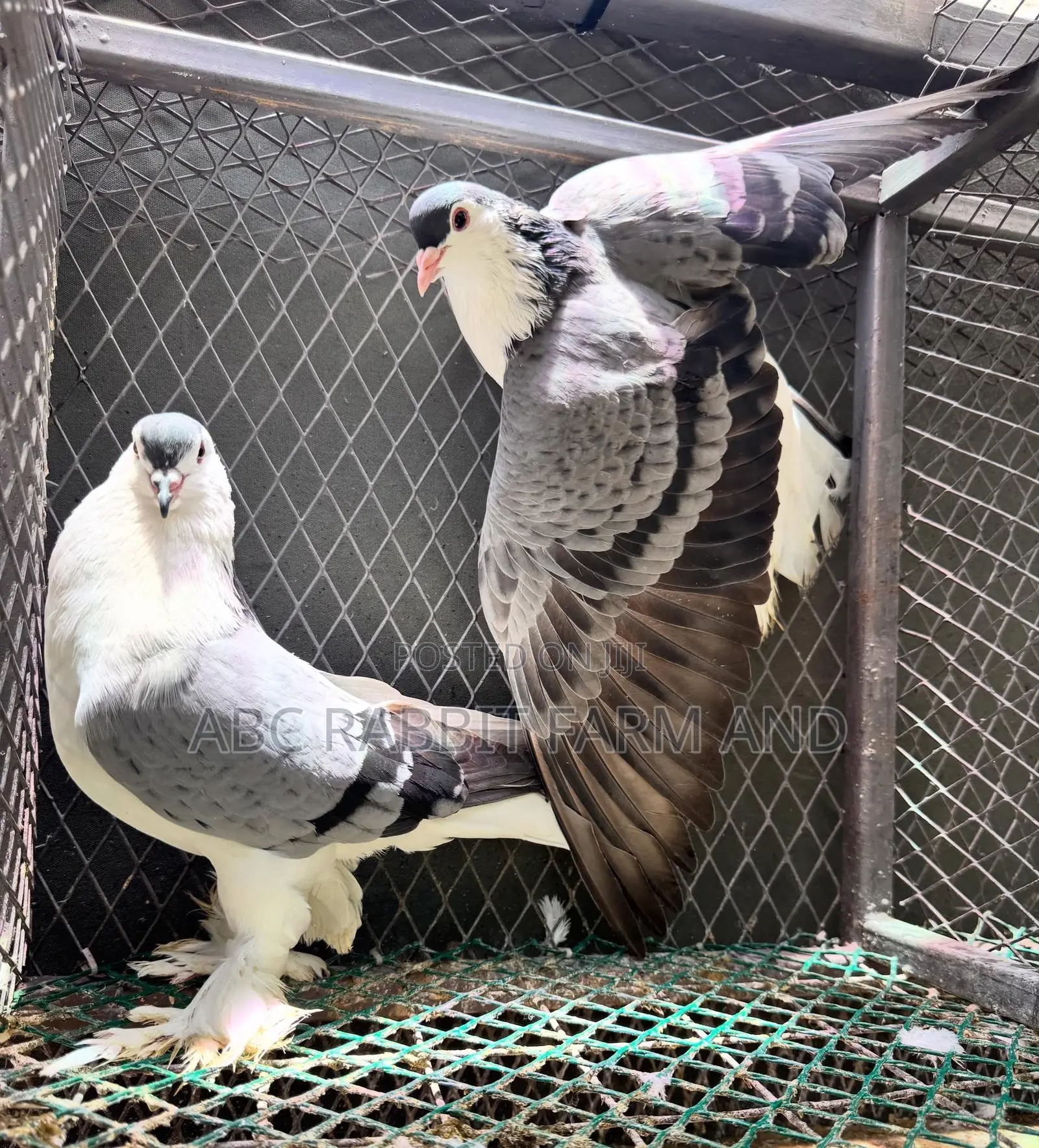 Lahore Pigeons in Central Division - Birds, Abc Rabbit Farm And Pigeons | Jiji.ug