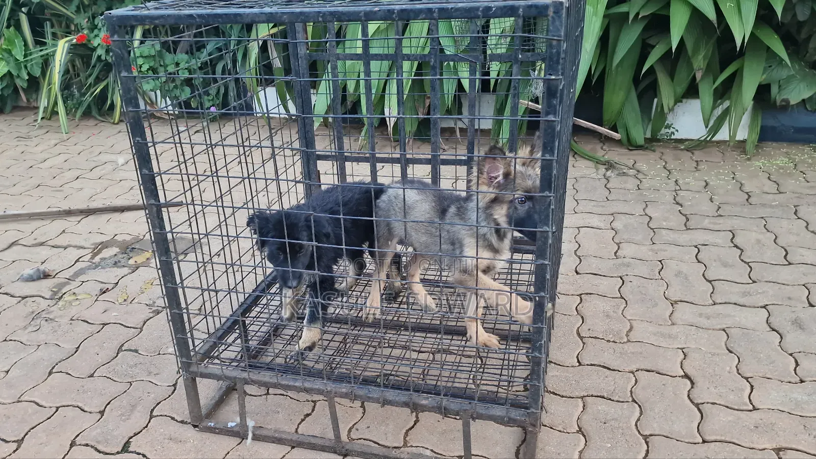 1-3 months Female Purebred German Shepherd in Central Division - Dogs ...