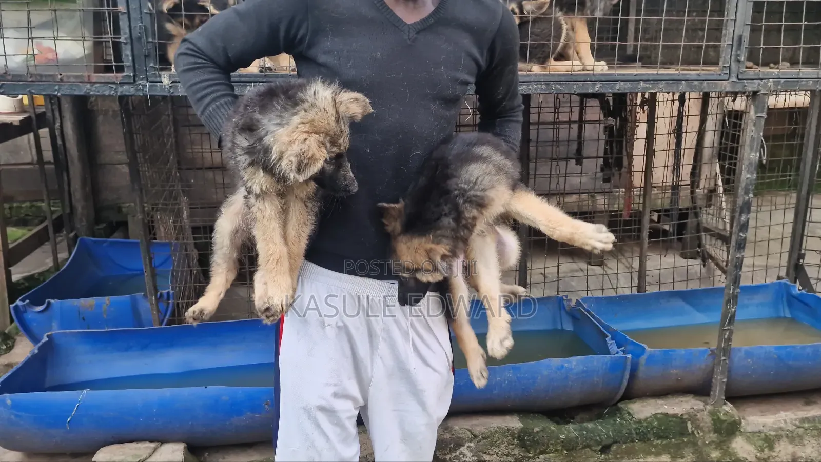 1-3 months Male Purebred German Shepherd in Central Division - Dogs ...