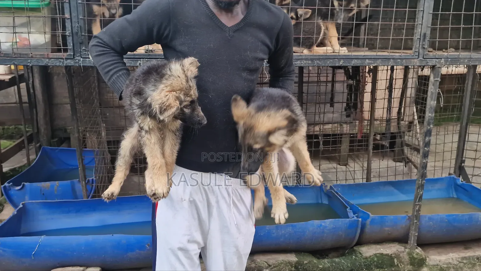 1-3 months Male Purebred German Shepherd in Central Division - Dogs ...