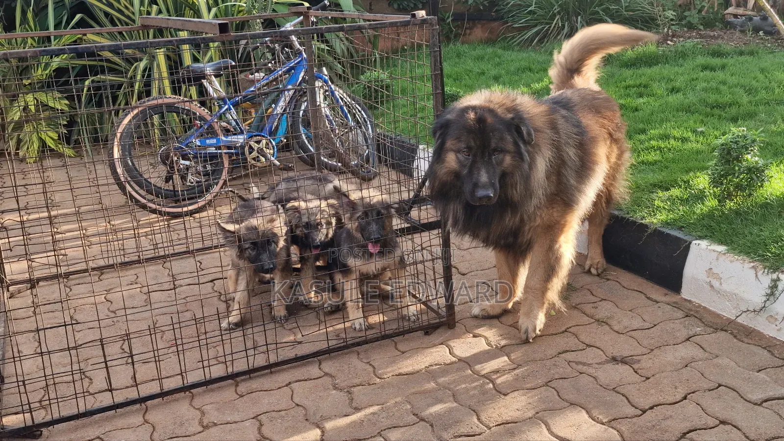 3-6 months Female Purebred German Shepherd in Central Division - Dogs ...