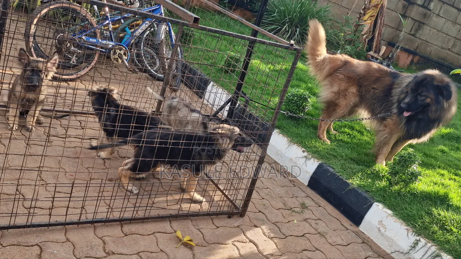 3-6 months Female Purebred German Shepherd in Central Division - Dogs ...