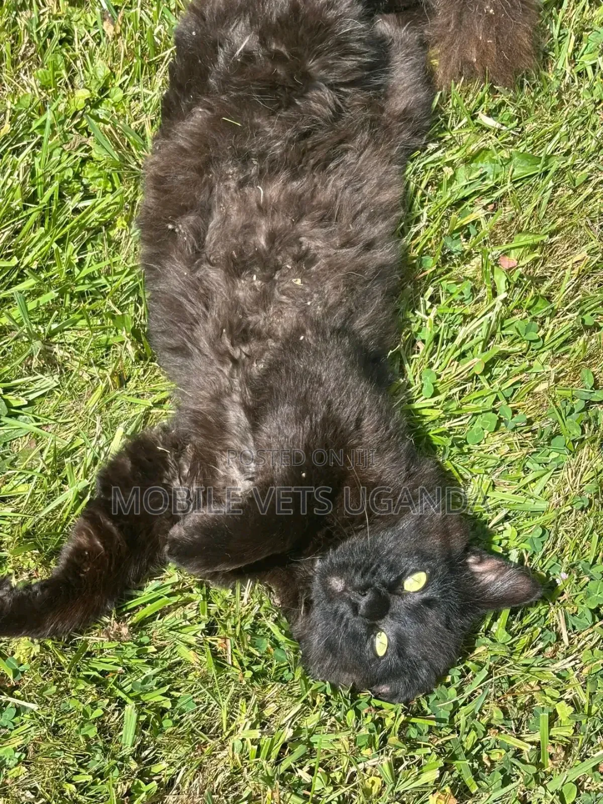 1-3 months Female Purebred Korat in Central Division - Cats & Kittens ...