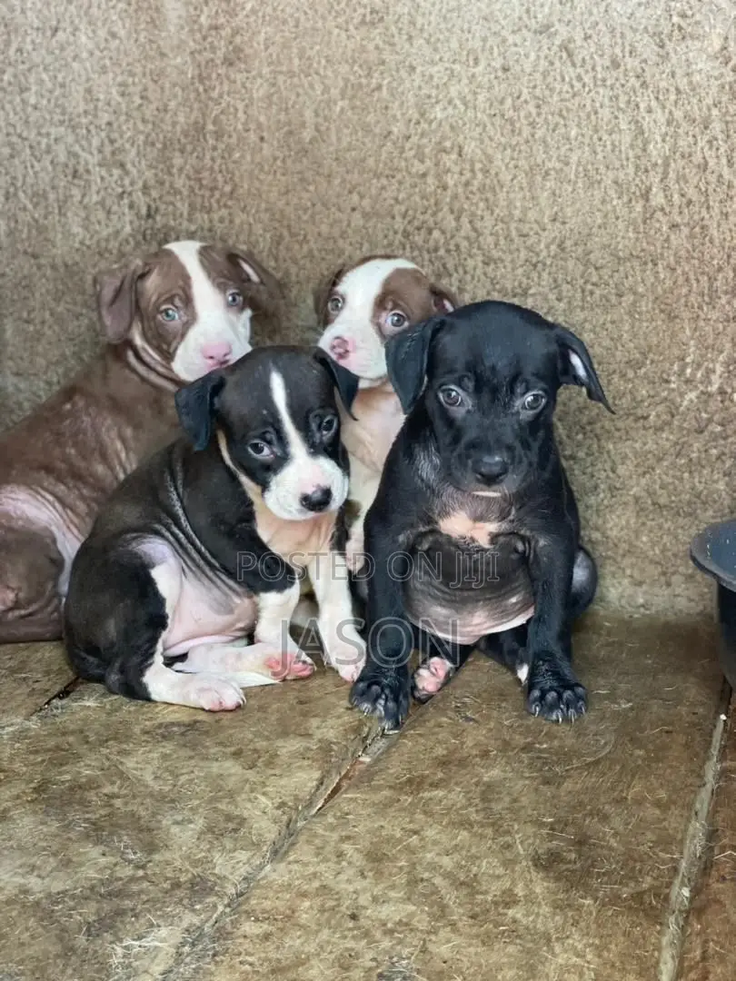 1-3 months Male Purebred American Pit Bull Terrier in Nakawa - Dogs ...