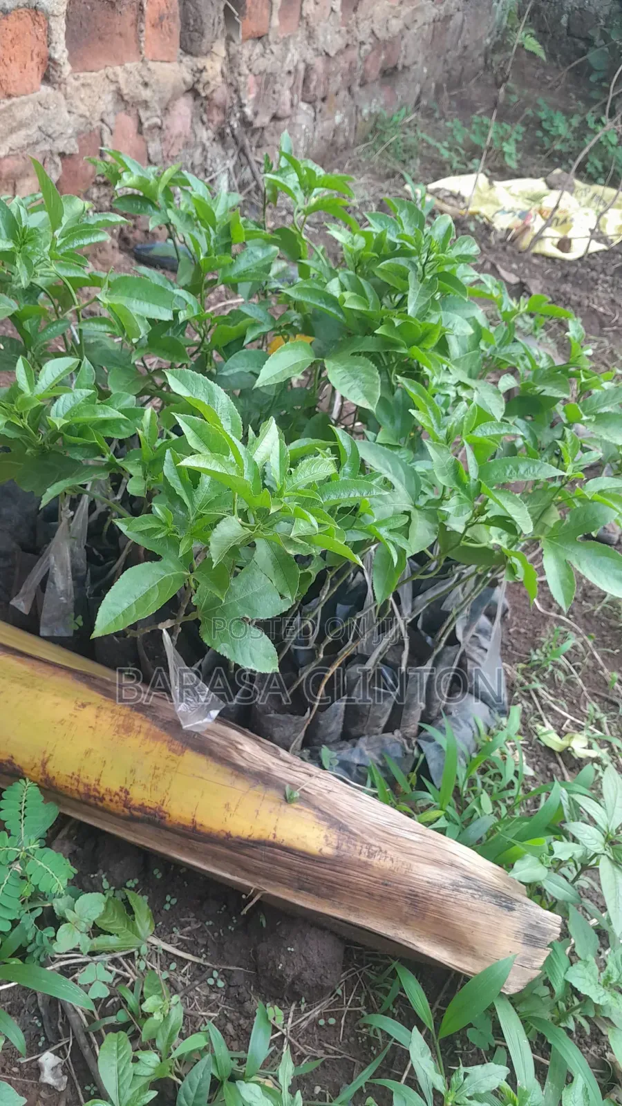 Passion Fruit in Nabweru - Feeds, Supplements & Seeds, Barasa Clinton ...