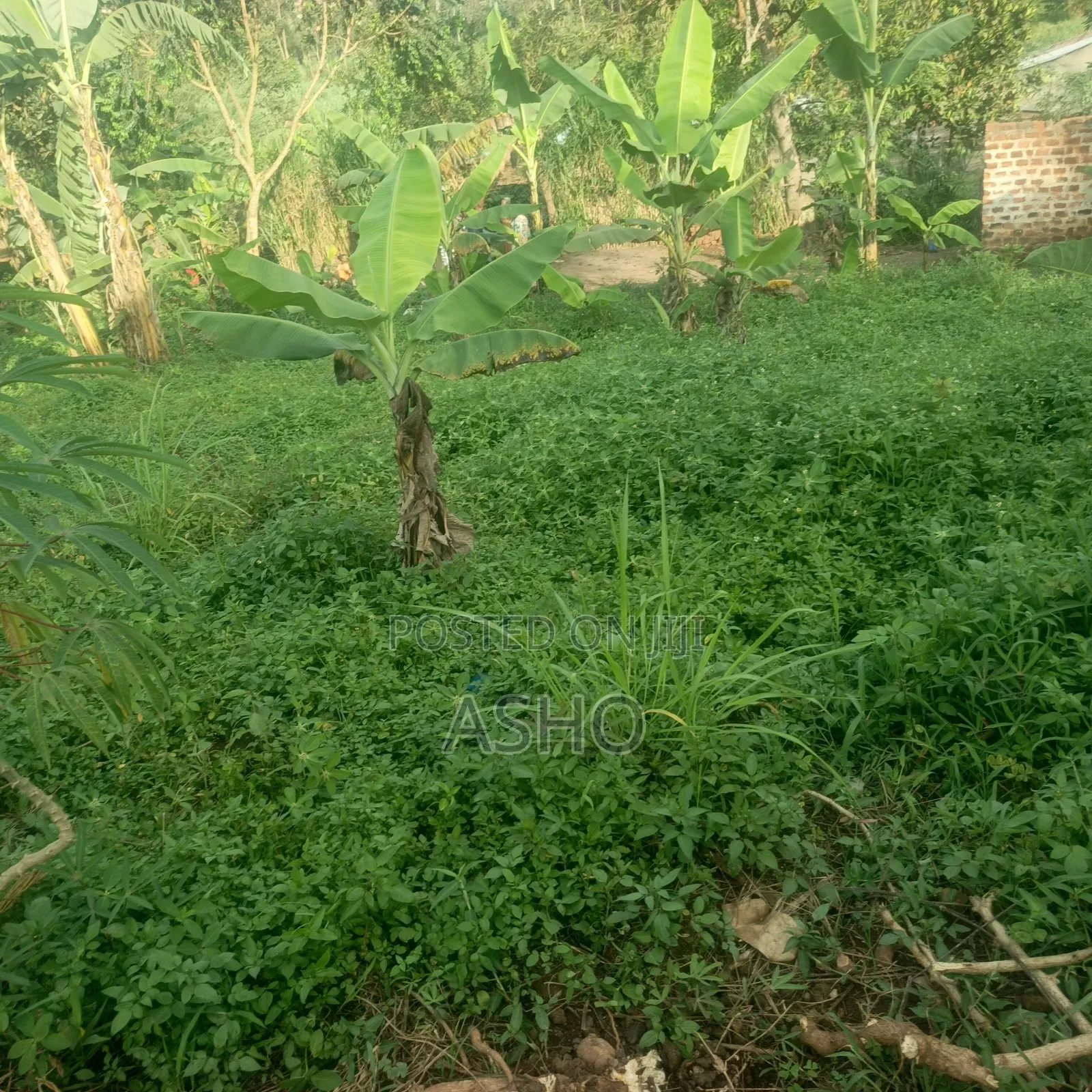 Plot of Land for Sale in Busukuma - Land & Plots for Sale, Ashiraf ...