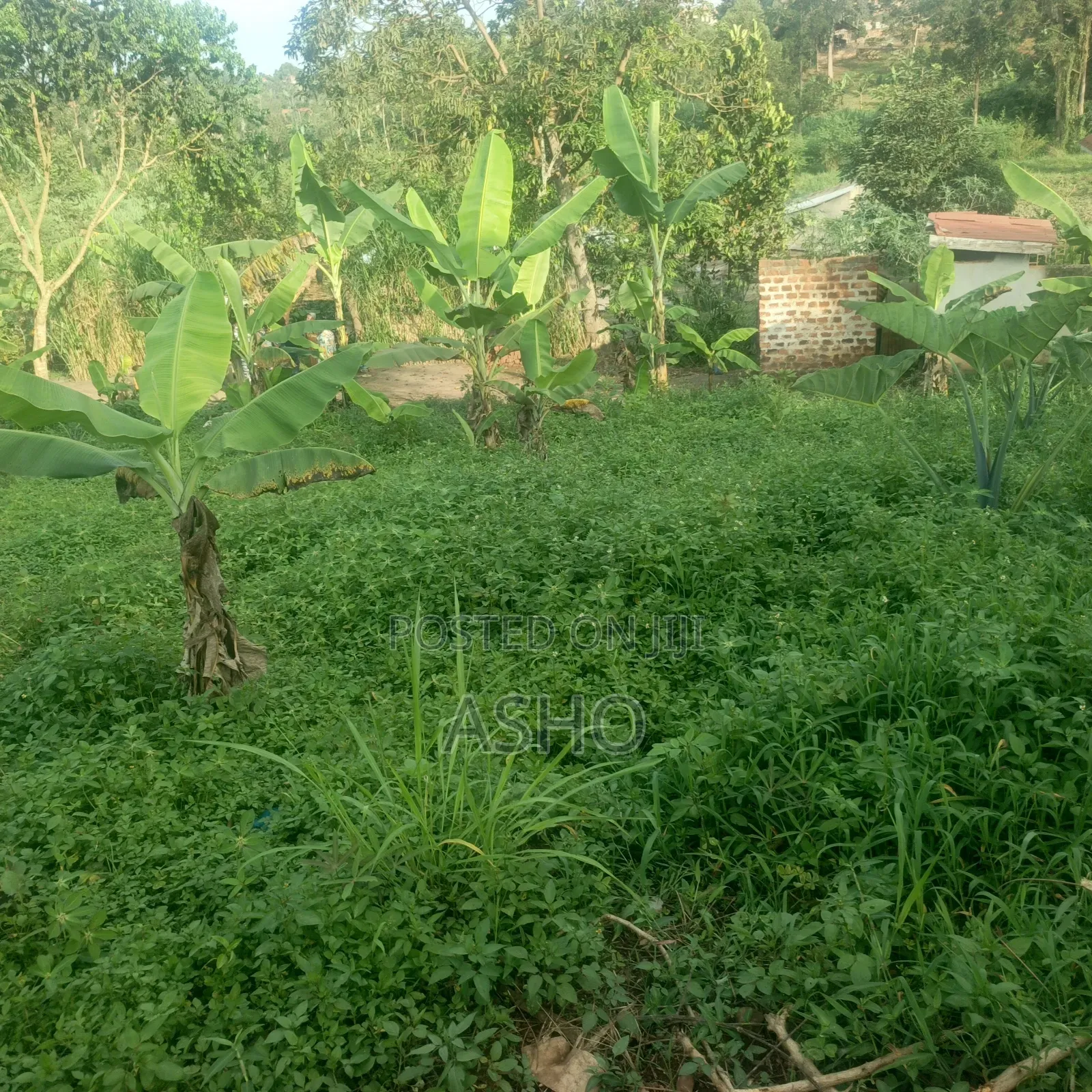 Plot of Land for Sale in Busukuma - Land & Plots for Sale, Ashiraf ...