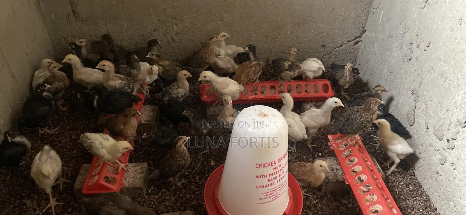 Three Weeks Local Chicks in Goma - Farm Animals, Bnk Local Poultry Farm ...