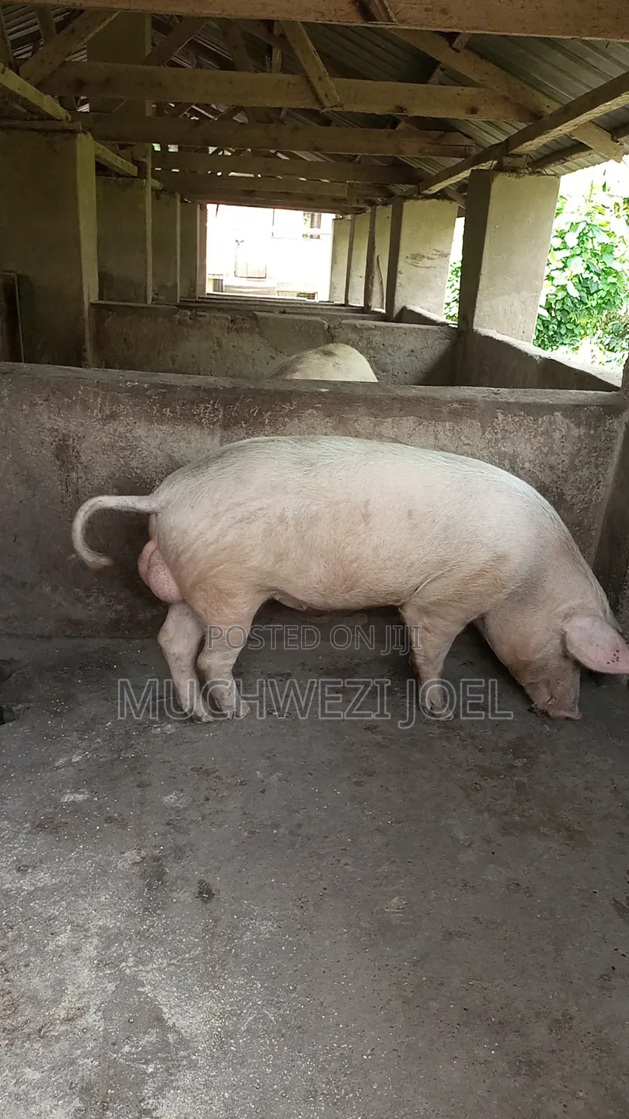 Boar Large White in Malangala - Farm Animals, Muchwezi Joel | Jiji.ug