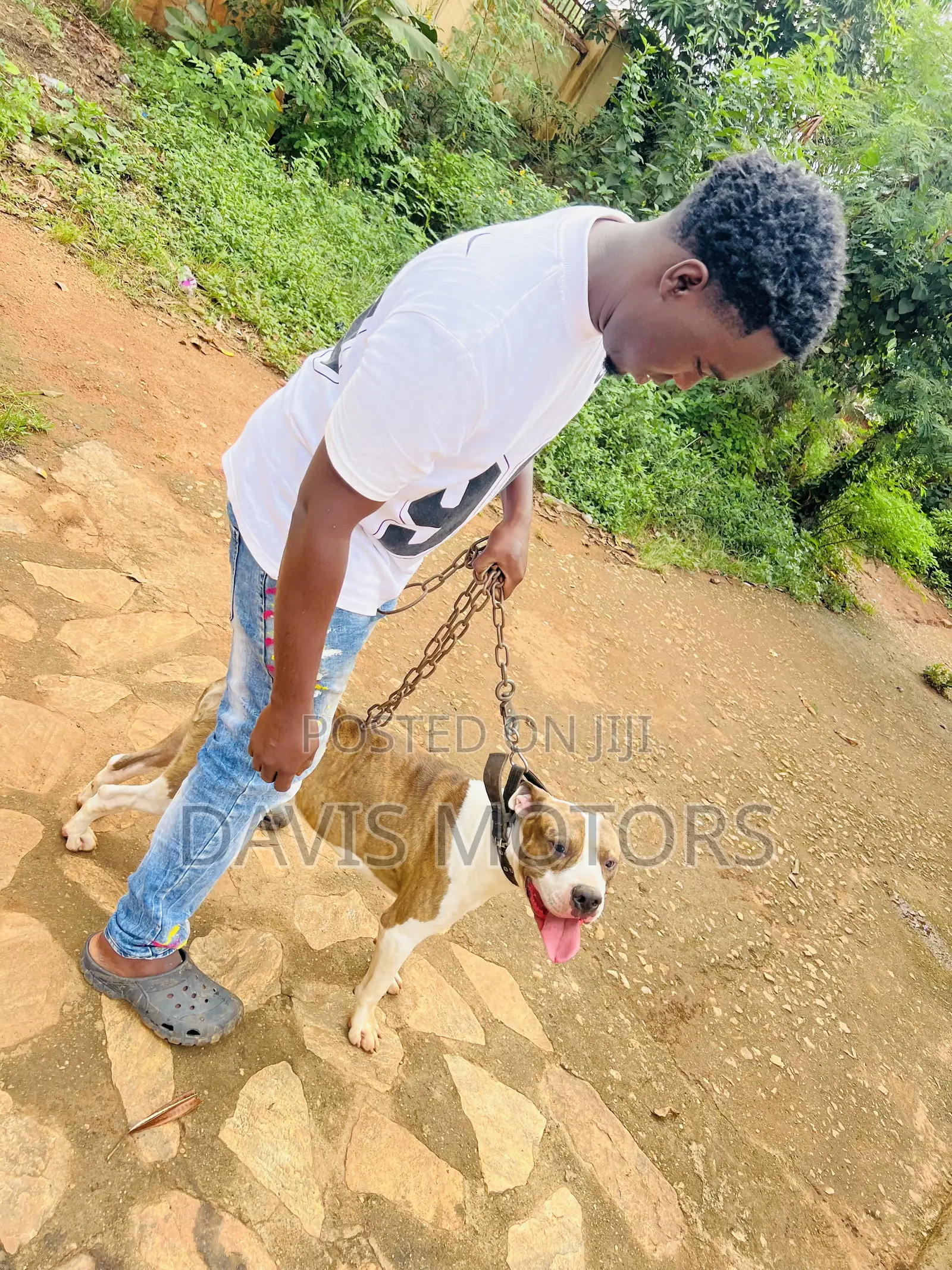 6-12 months Male Purebred American Pit Bull Terrier in Makindye - Dogs ...