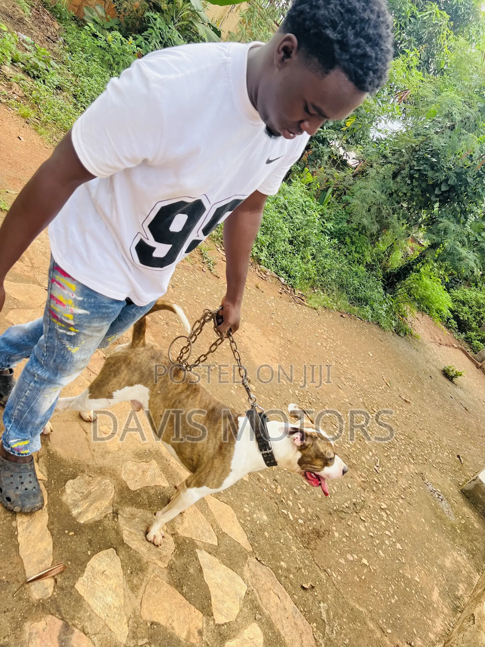 6-12 months Male Purebred American Pit Bull Terrier in Makindye - Dogs ...
