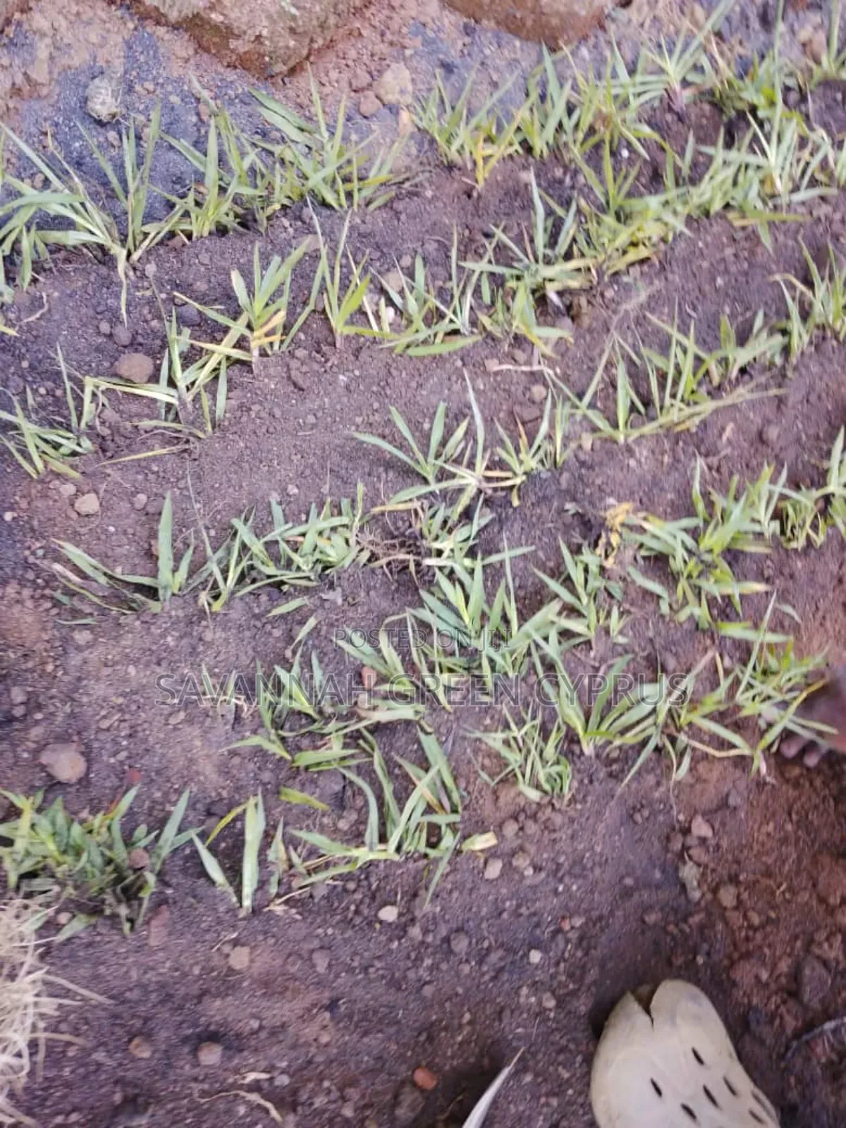 Compound Leveling and Grass Planting in Nakawa - Landscaping ...