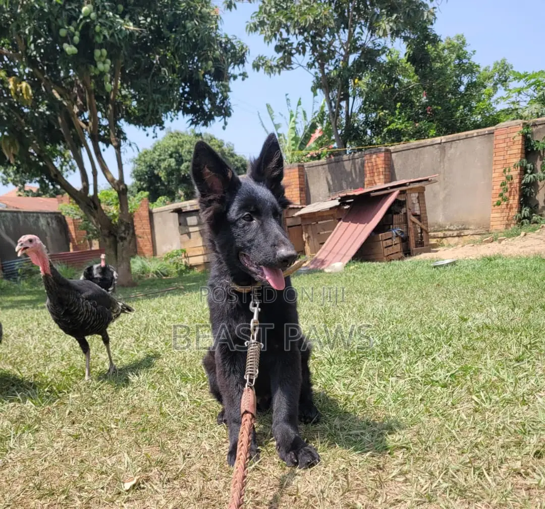 3-6 months Male Purebred German Shepherd in Makindye - Dogs & Puppies ...