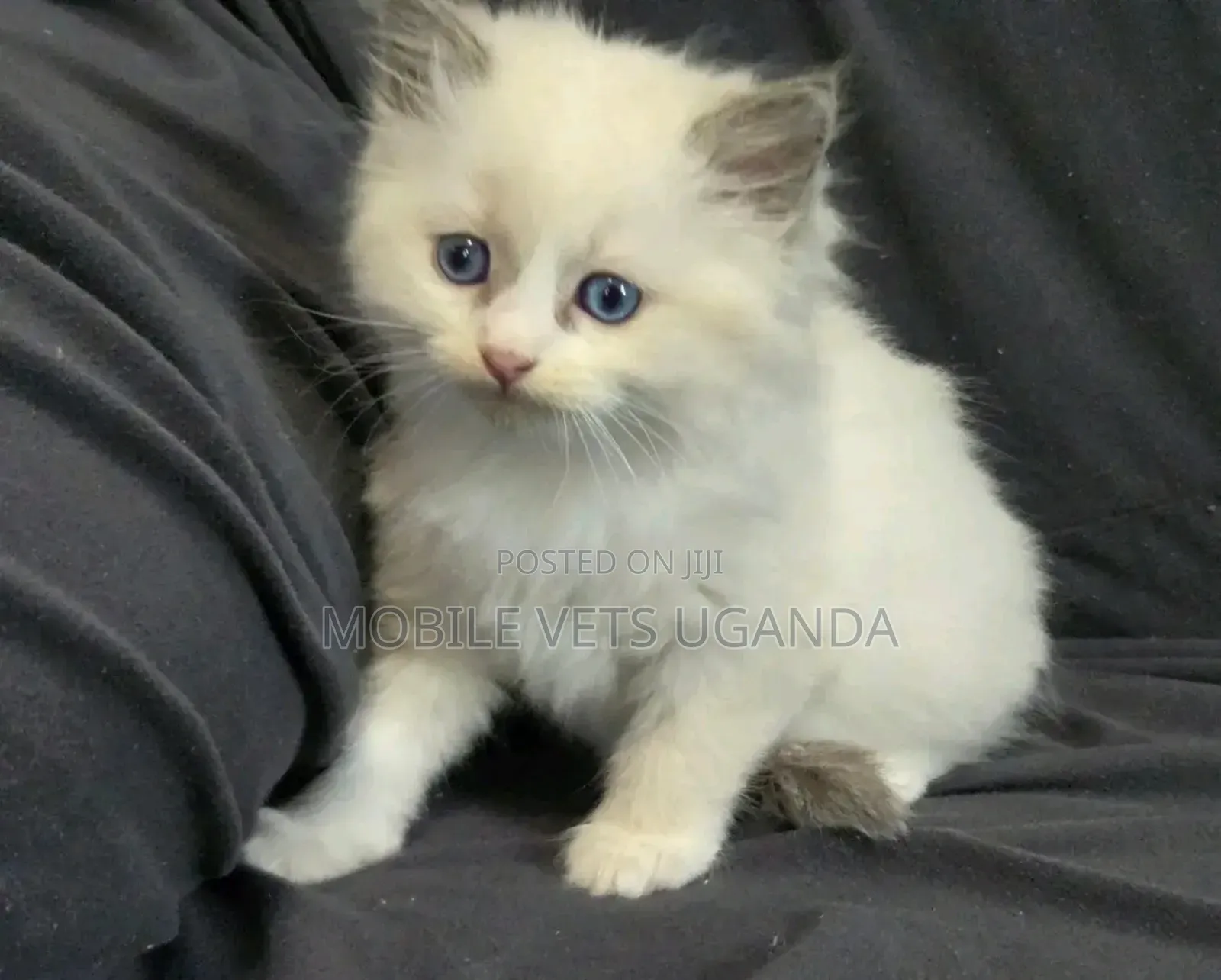 1-3 months Male Purebred Turkish Angora in Central Division - Cats ...