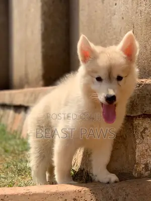 1-3 months Female Purebred Siberian Husky in Makindye - Dogs & Puppies ...