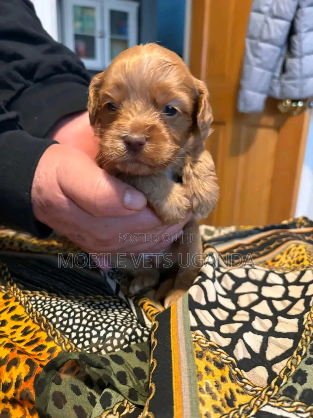 1-3 months Female Purebred Maltese in Central Division - Dogs & Puppies ...