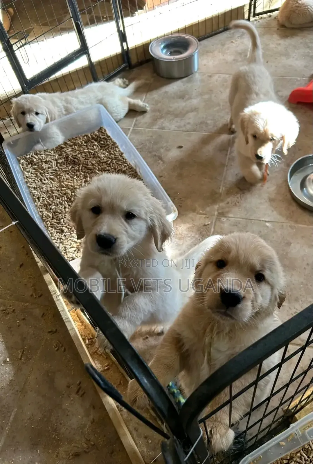 0-1 month Male Purebred Golden Retriever in Central Division - Dogs ...