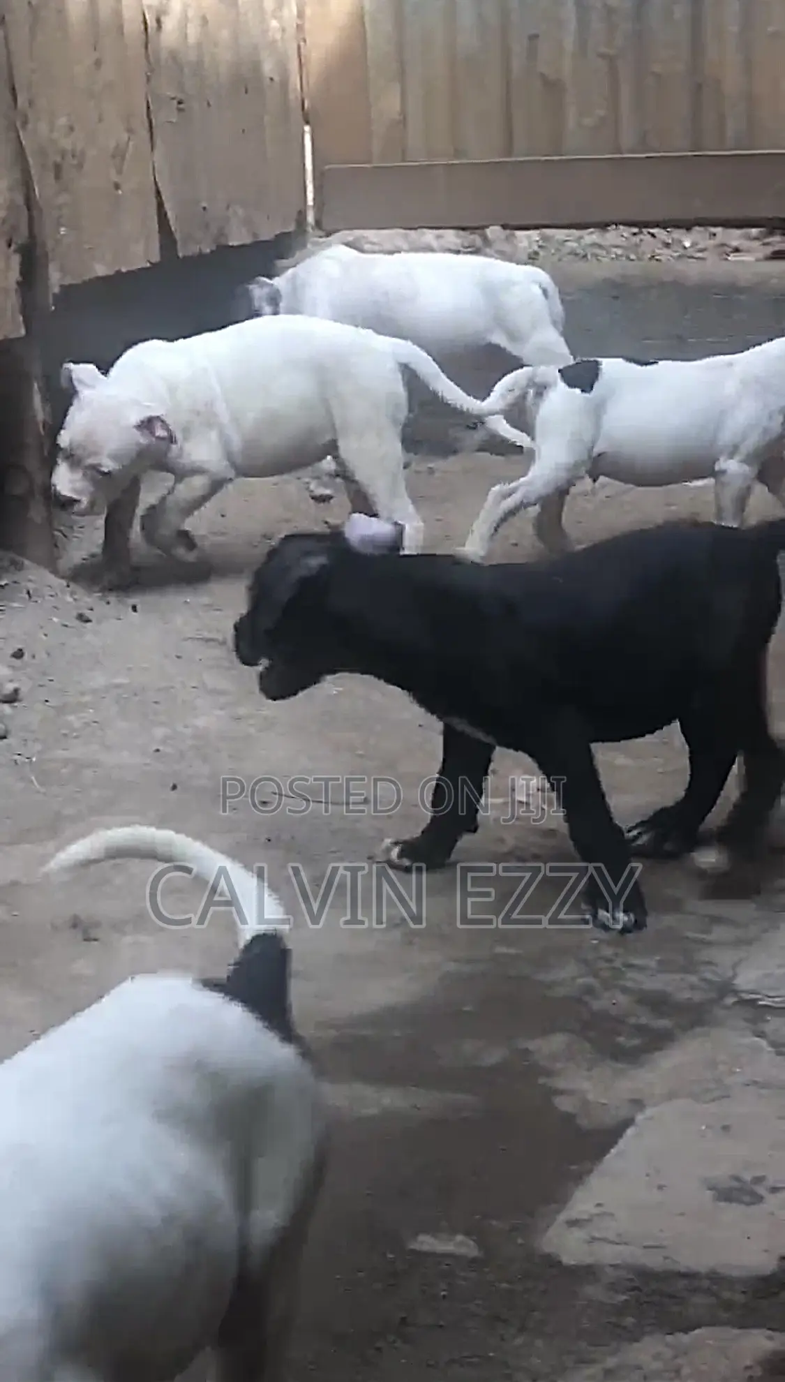 1-3 months Female Purebred American Pit Bull Terrier in Nakawa - Dogs ...