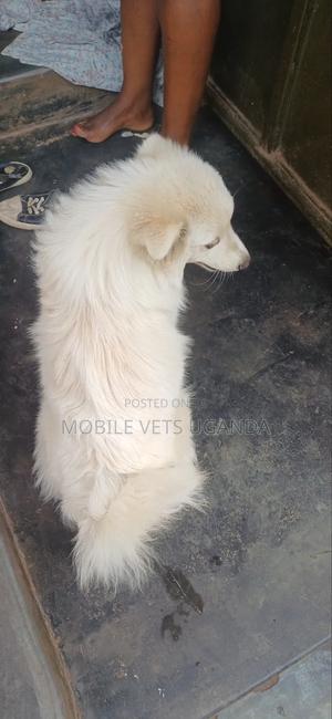 1-3 months Female Purebred Japanese Spitz in Central Division - Dogs ...
