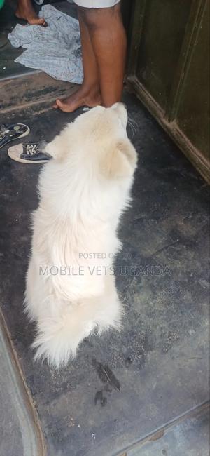 3-6 months Female Purebred Japanese Spitz in Central Division - Dogs ...