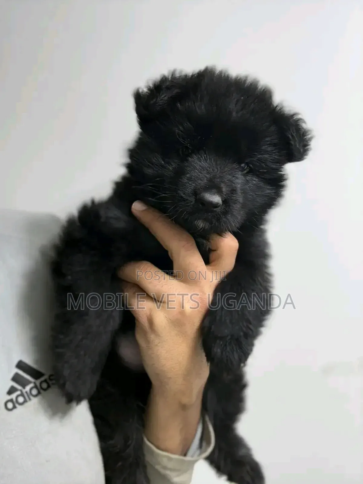 3-6 months Male Purebred German Shepherd - Mobile VETS Uganda Price ...