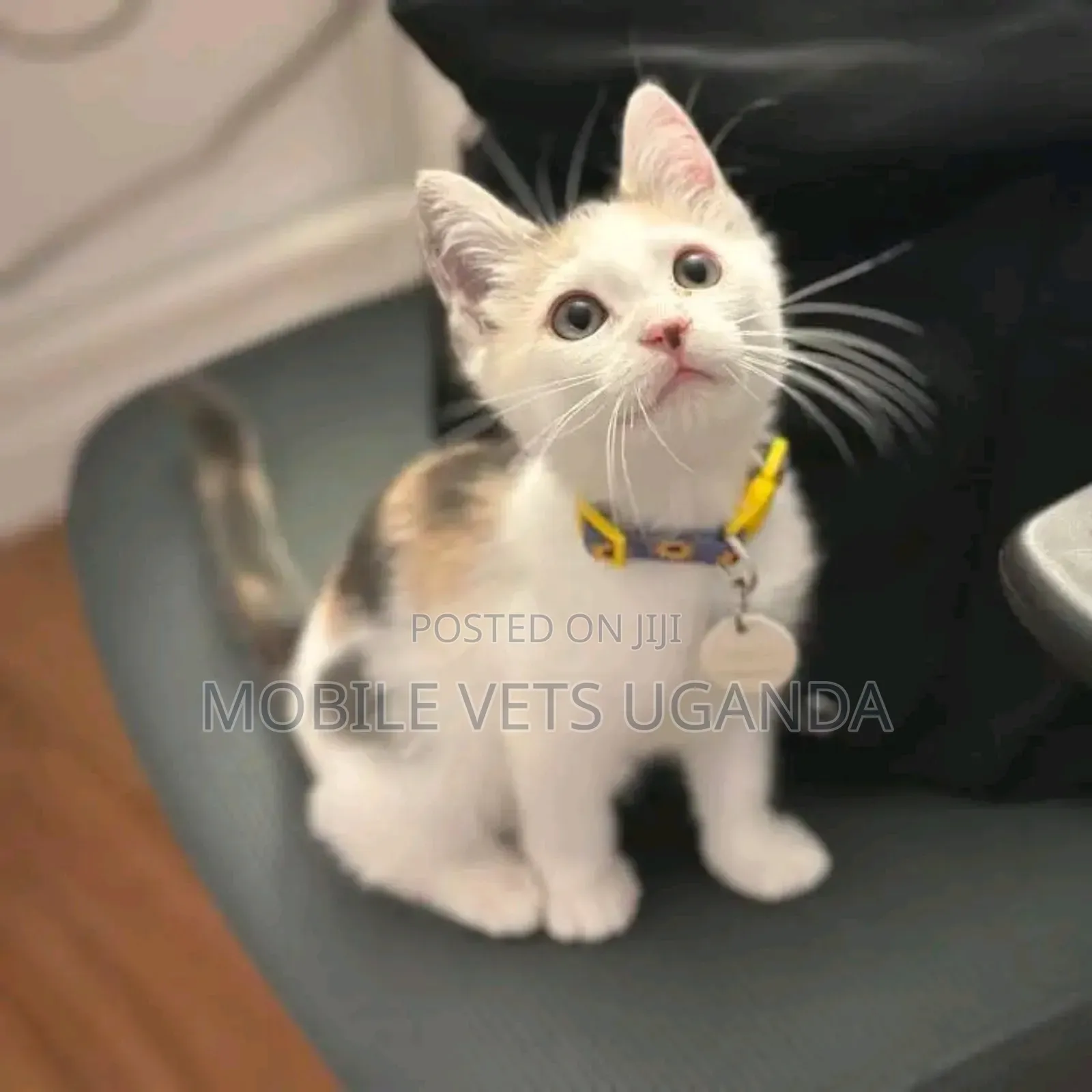 3-6 months Female Purebred Turkish Angora for sale - Mobile VETS Uganda ...