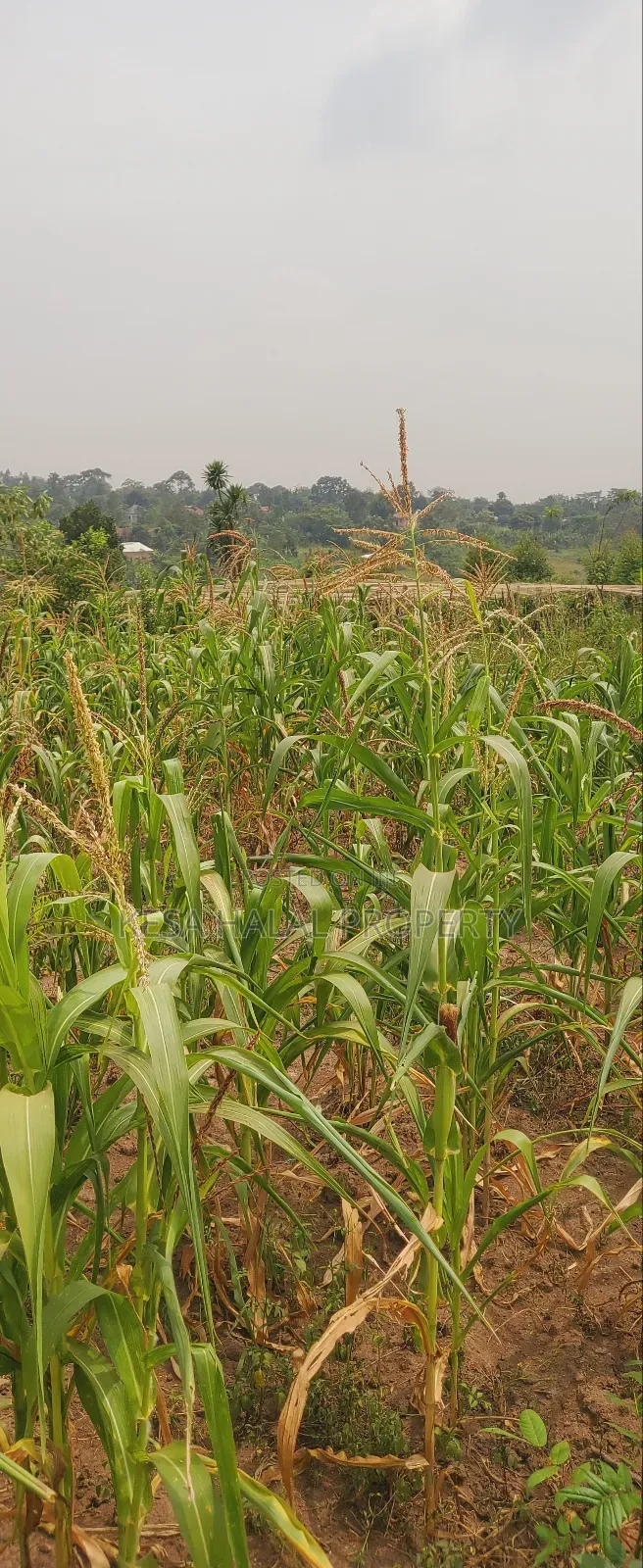 24 Decimals Touching Marram Road for Sale. in Gombe - Land & Plots for ...