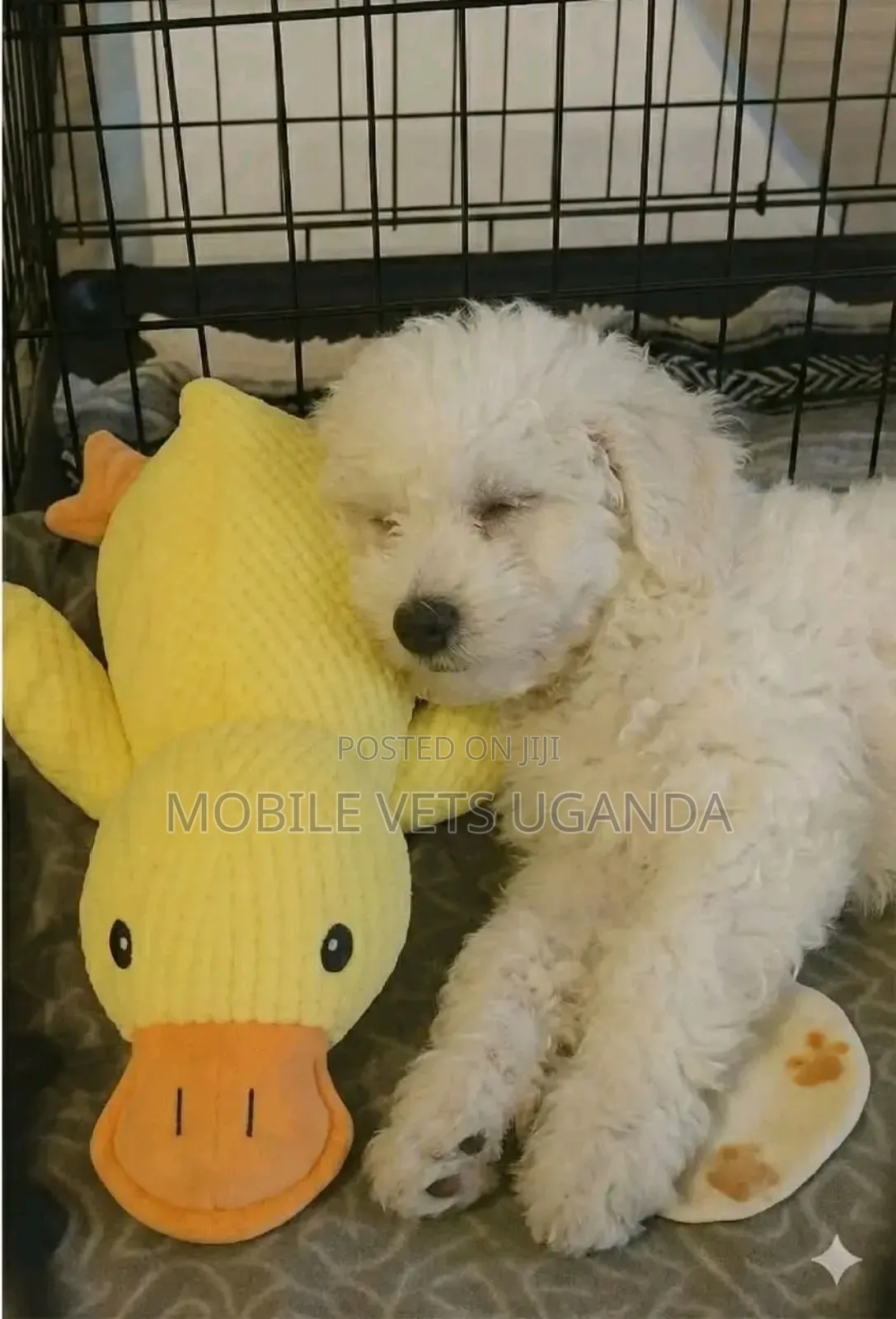 1-3 months Male Purebred Maltese in Central Division - Dogs & Puppies ...