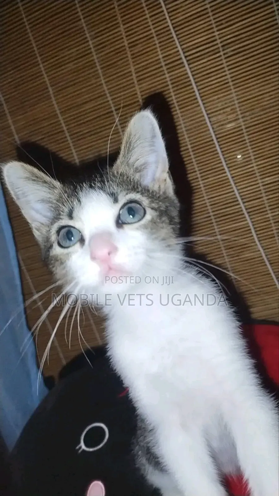 0-1 month Female Purebred Turkish Angora in Central Division - Cats ...