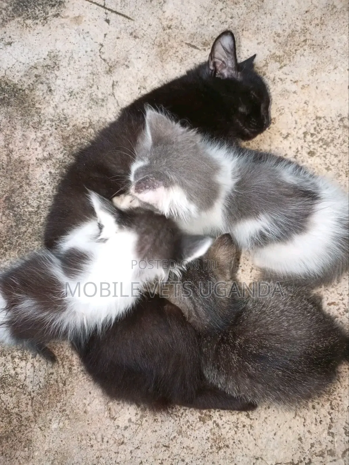 0-1 month Male Purebred American Bobtail in Central Division - Cats ...