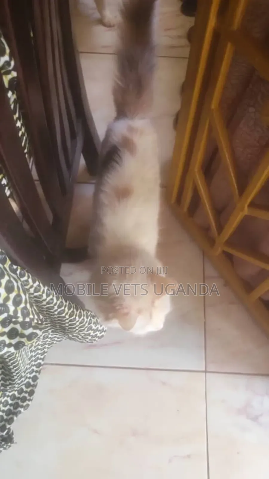 6-12 months Male Purebred American Bobtail in Central Division - Cats ...