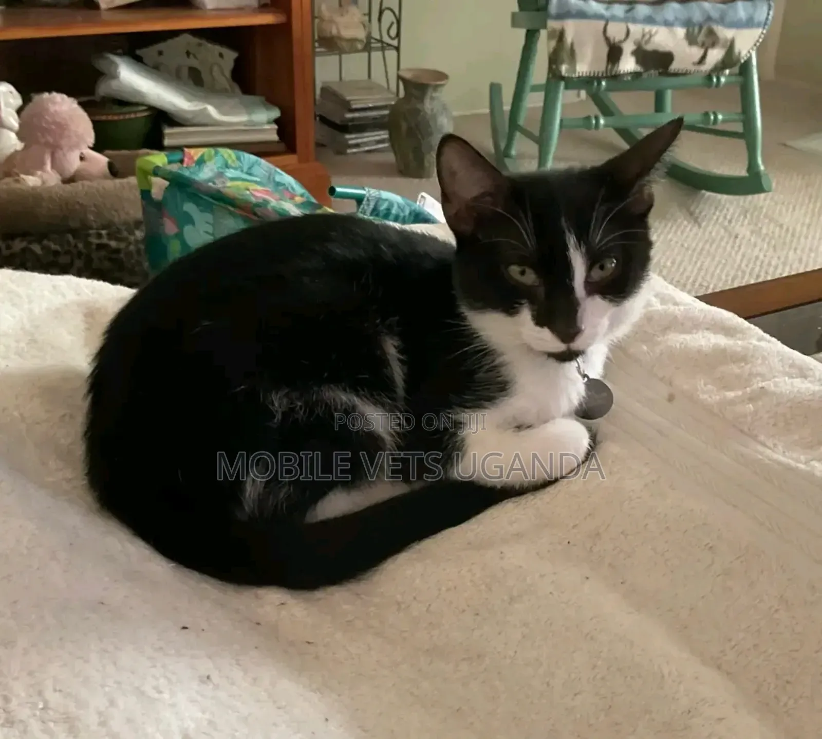 6-12 months Male Purebred Exotic in Central Division - Cats & Kittens ...