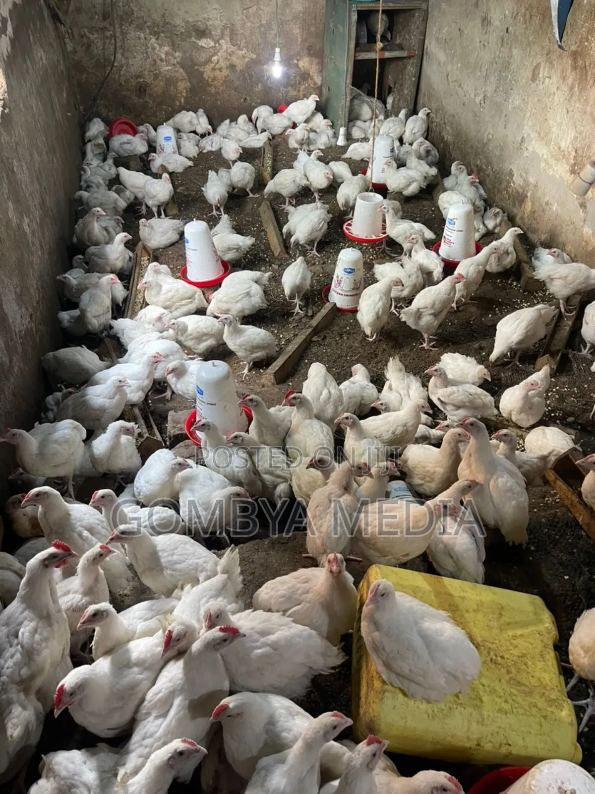 Broiler Chickens for Sale in Mukono TC - Farm Animals, Gombya Media ...