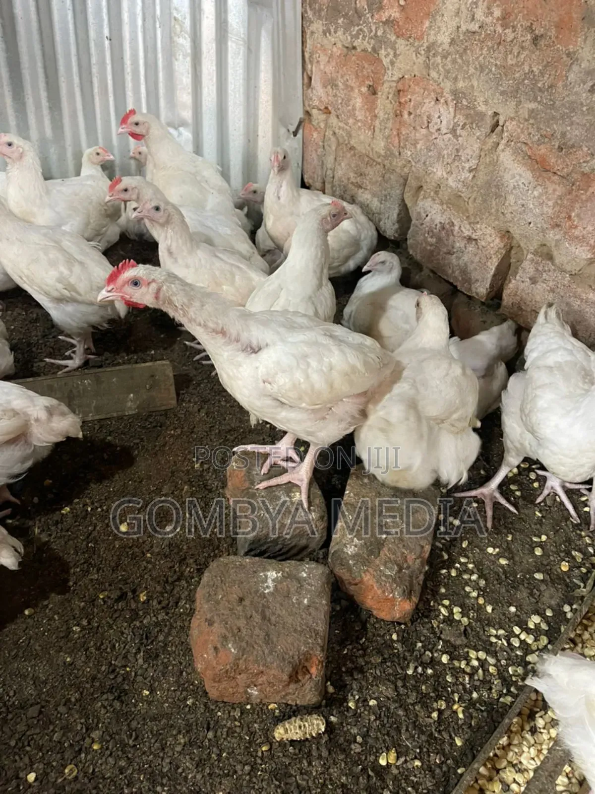 Broiler Chickens for Sale in Mukono TC - Farm Animals, Gombya Media ...