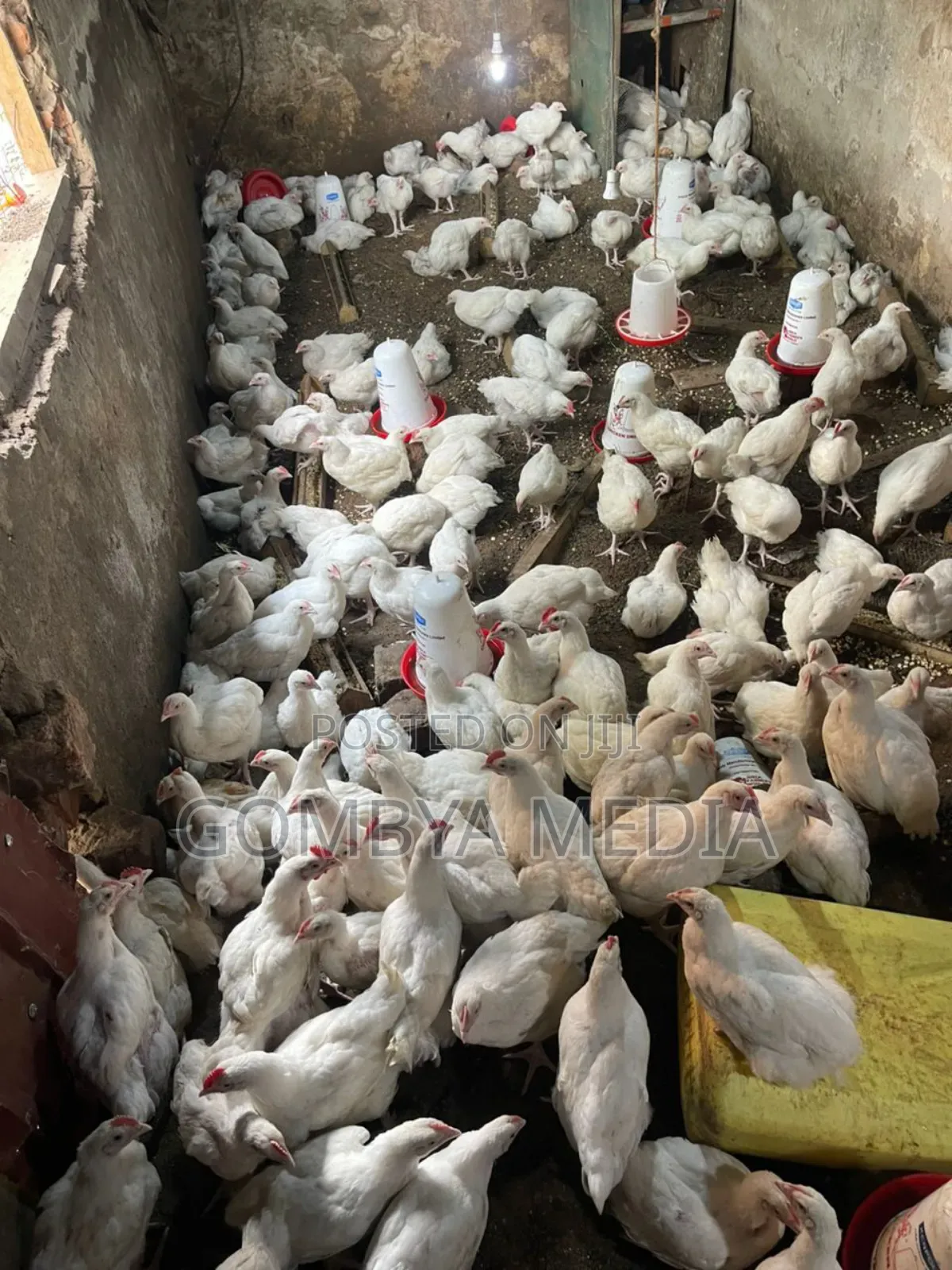 Broiler Chickens for Sale in Mukono TC - Farm Animals, Gombya Media ...