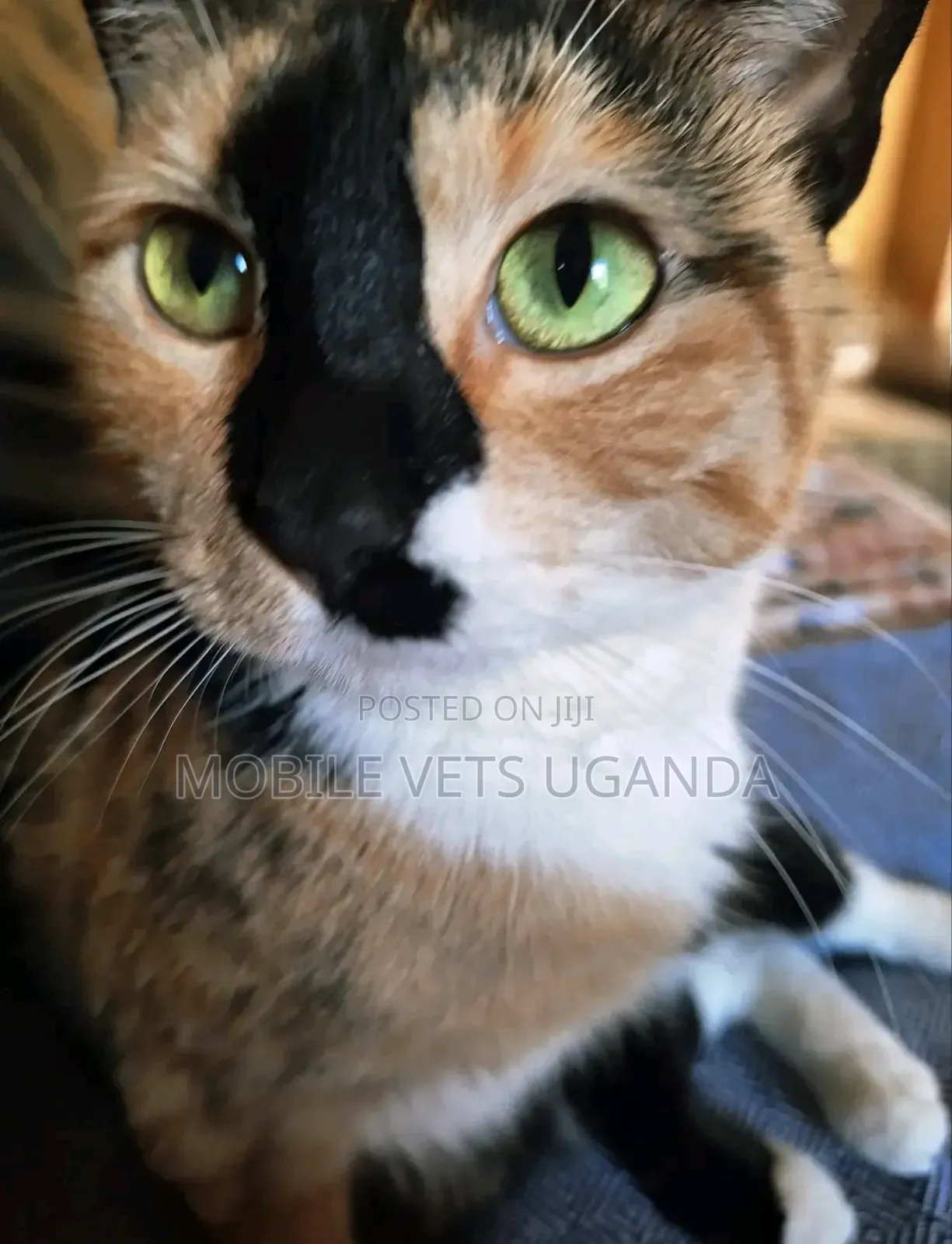 3-6 months Male Purebred American Bobtail in Central Division - Cats ...