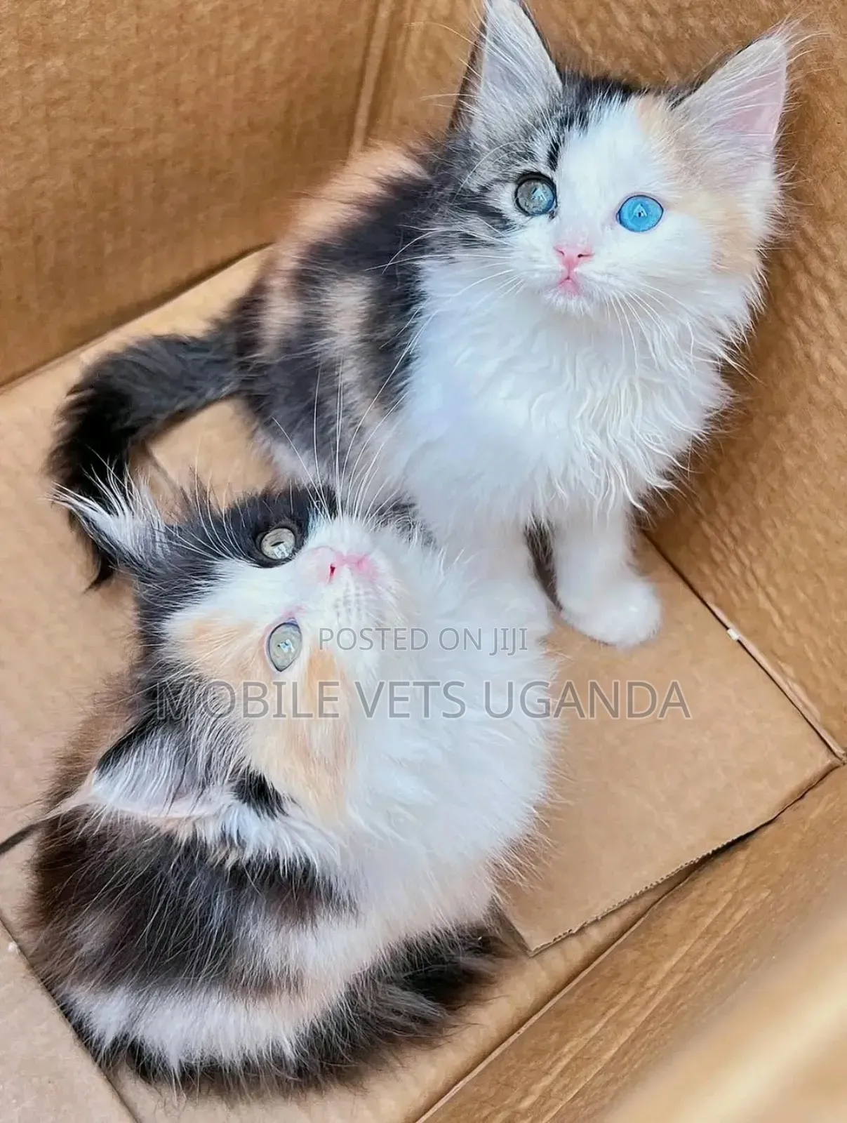 3-6 months Female Purebred American Bobtail in Central Division - Cats ...