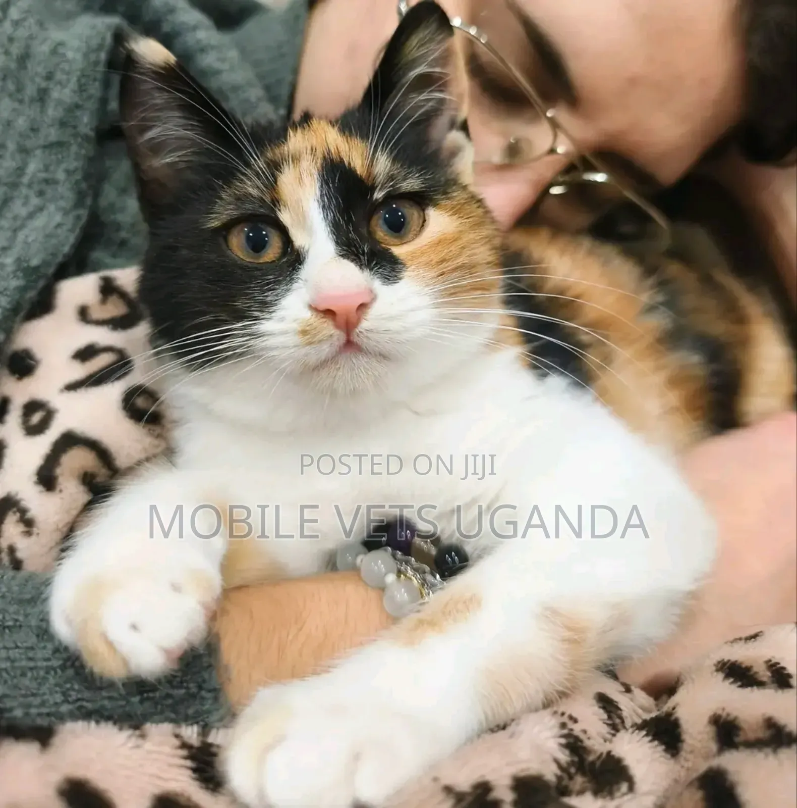 1-3 months Male Purebred American Bobtail in Central Division - Cats ...