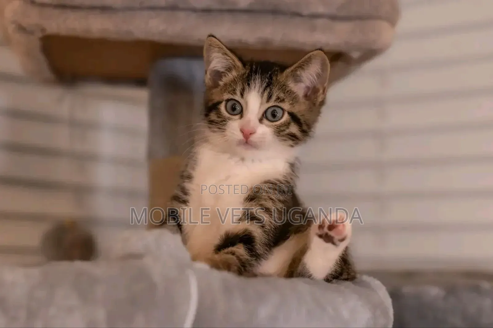 3-6 months Male Purebred Turkish Angora in Central Division - Cats ...