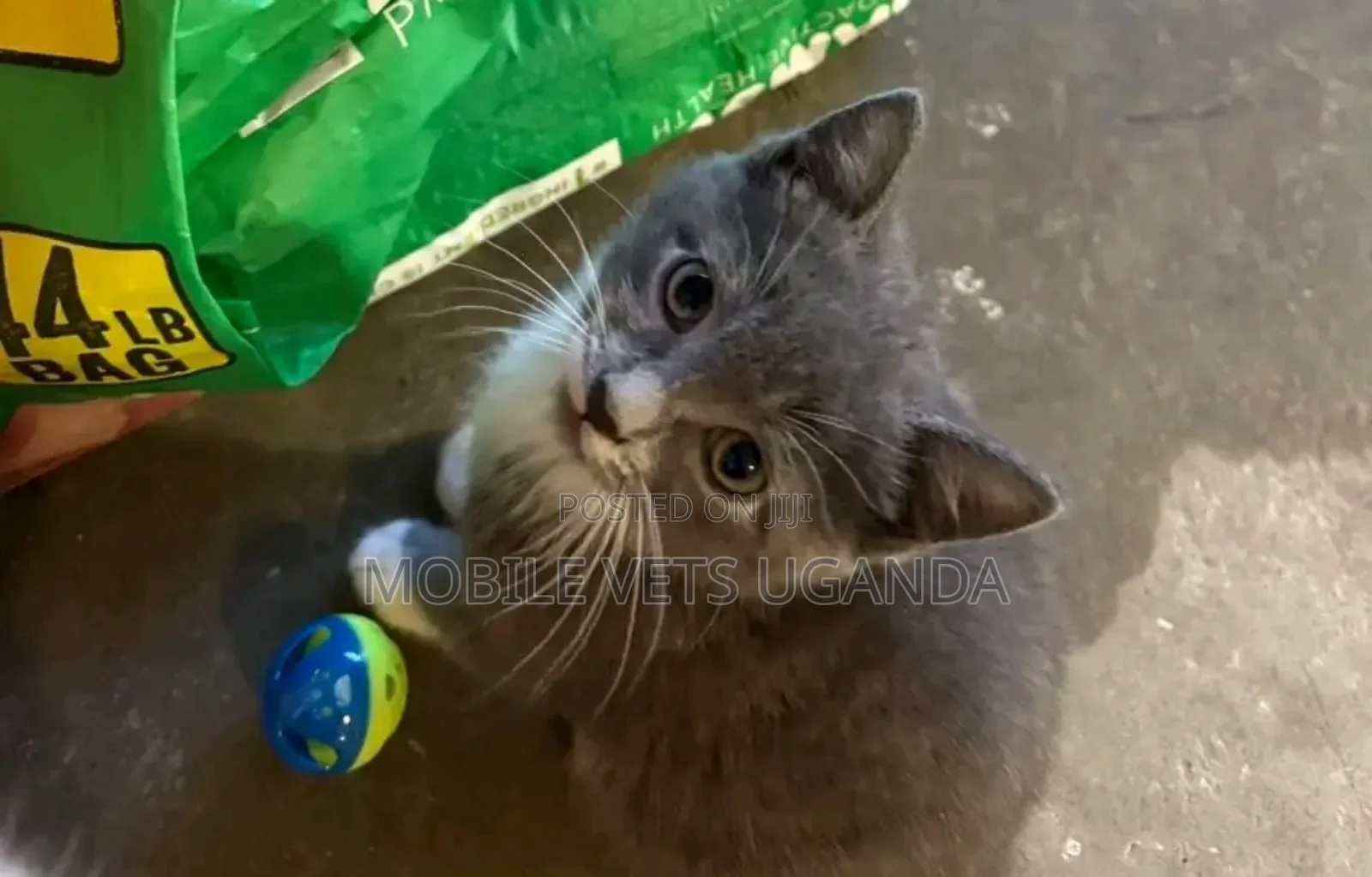 1-3 months Male Purebred Ocicat in Central Division - Cats & Kittens ...