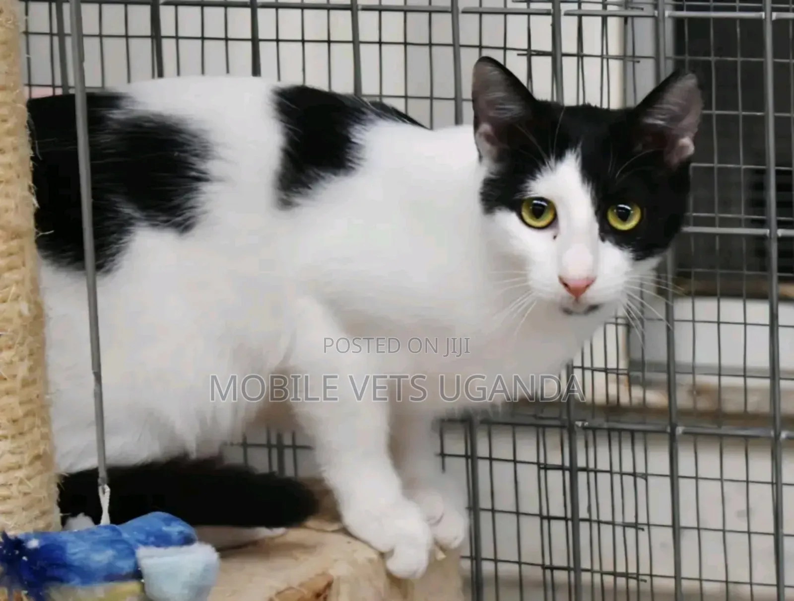 6-12 months Male Purebred Turkish Angora for sale - Mobile VETS Uganda ...