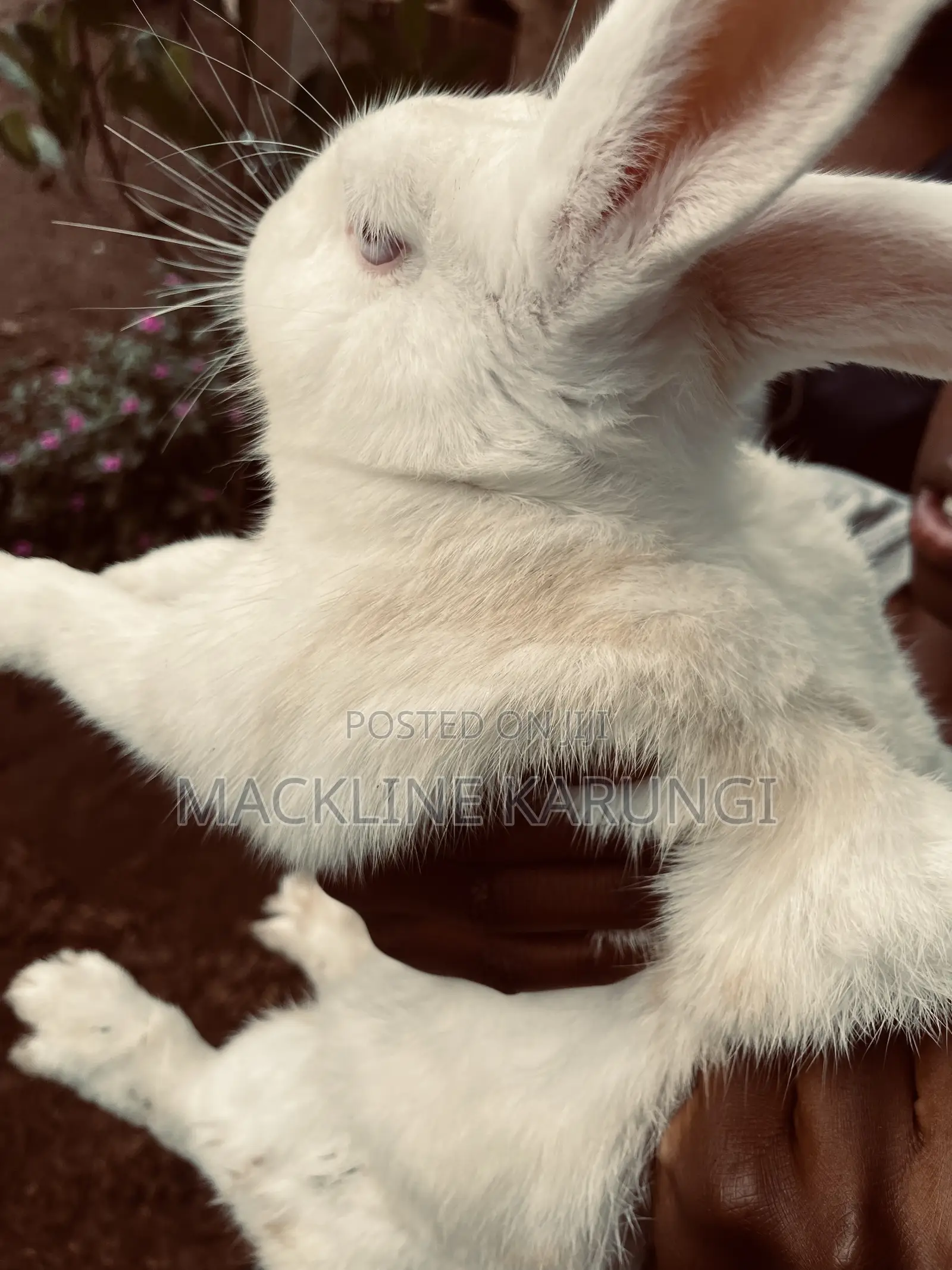 New Zealand White Rabbit in Central Division - Other Animals, Musu ...