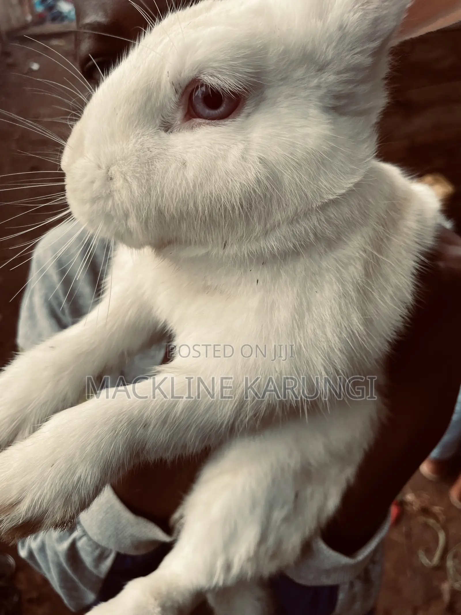 New Zealand White Rabbit in Central Division - Other Animals, Musu ...