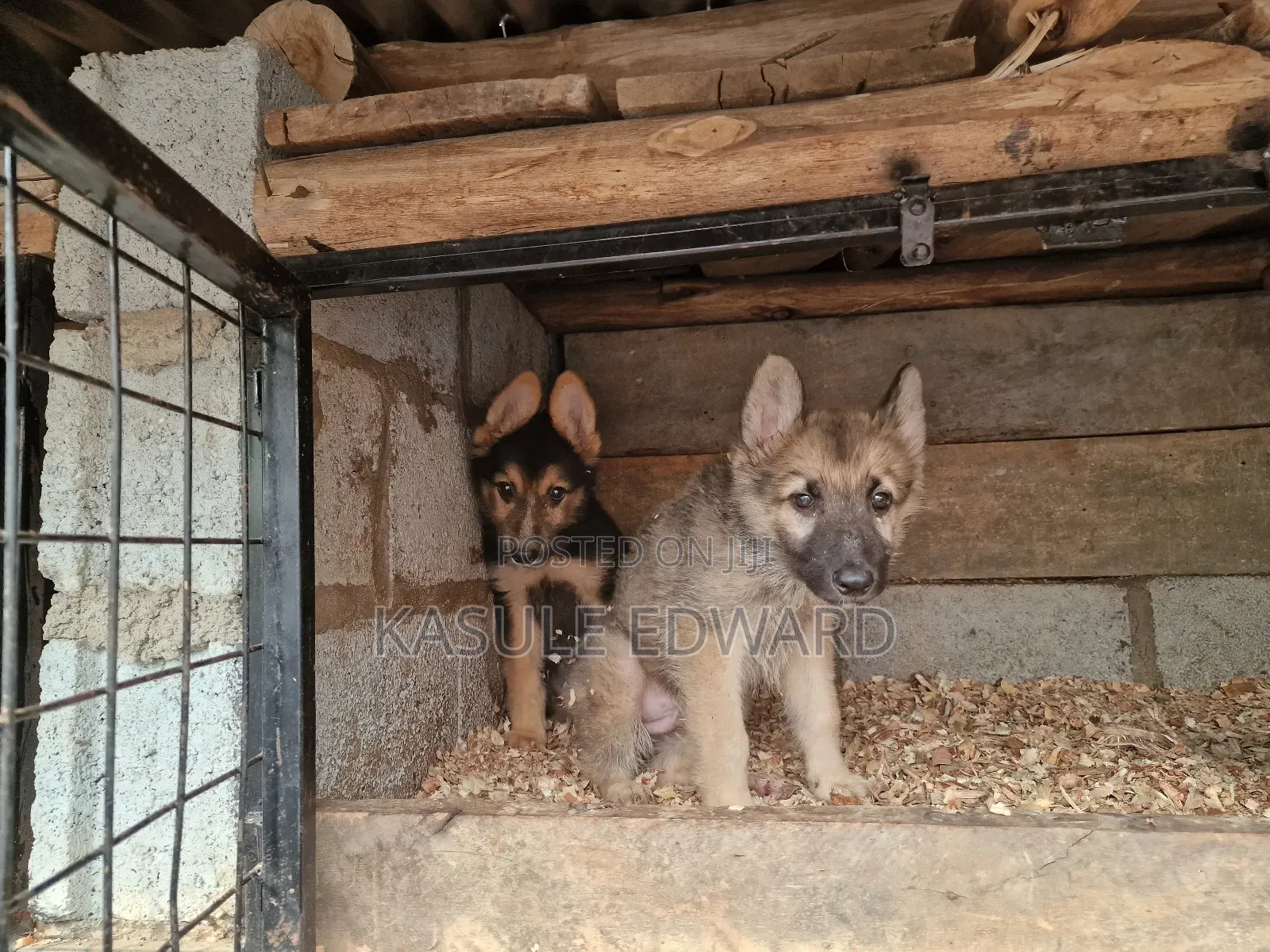 1-3 months Male Purebred German Shepherd in Nakawa - Dogs & Puppies ...