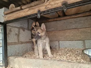 1-3 months Male Purebred German Shepherd in Nakawa - Dogs & Puppies ...