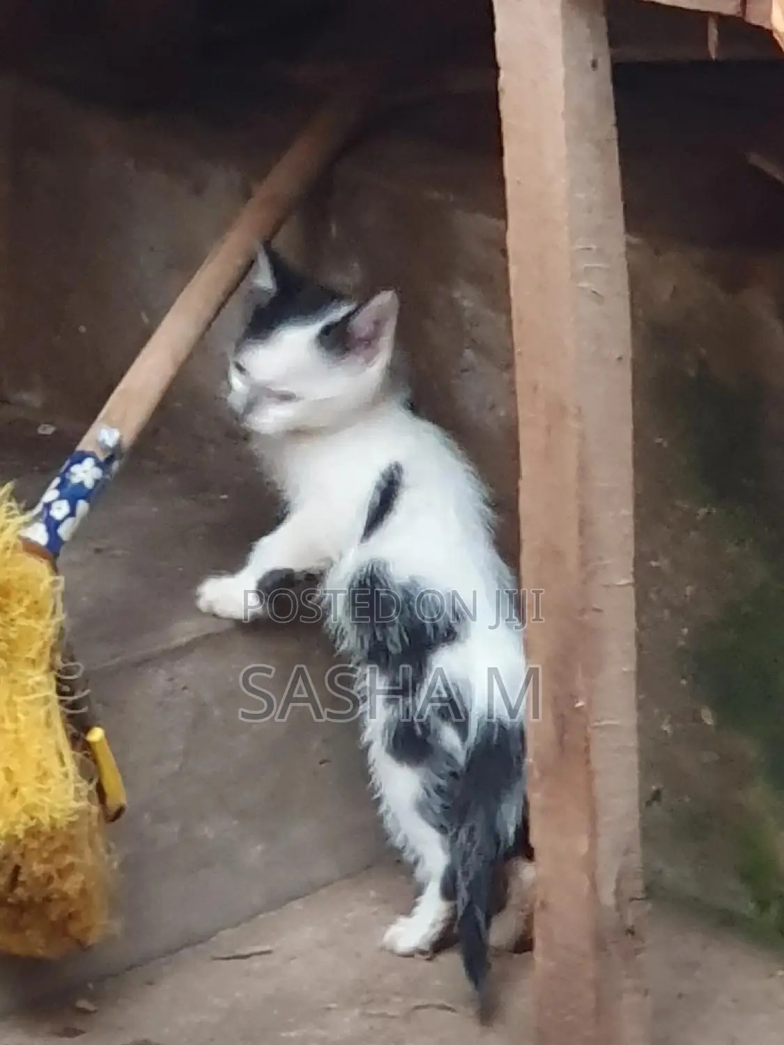 1-3 months Female Mixed Breed Exotic in Nakawa - Cats & Kittens, Sasha ...