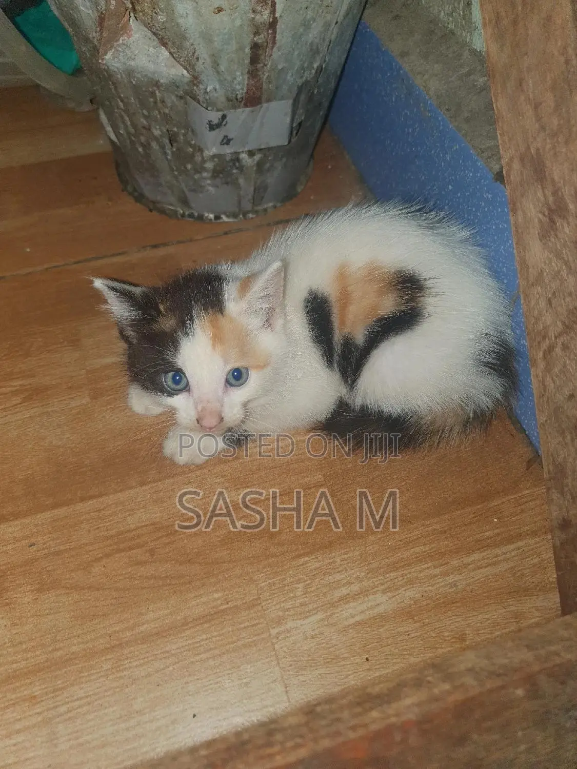 1-3 months Female Mixed Breed Exotic in Nakawa - Cats & Kittens, Sasha ...