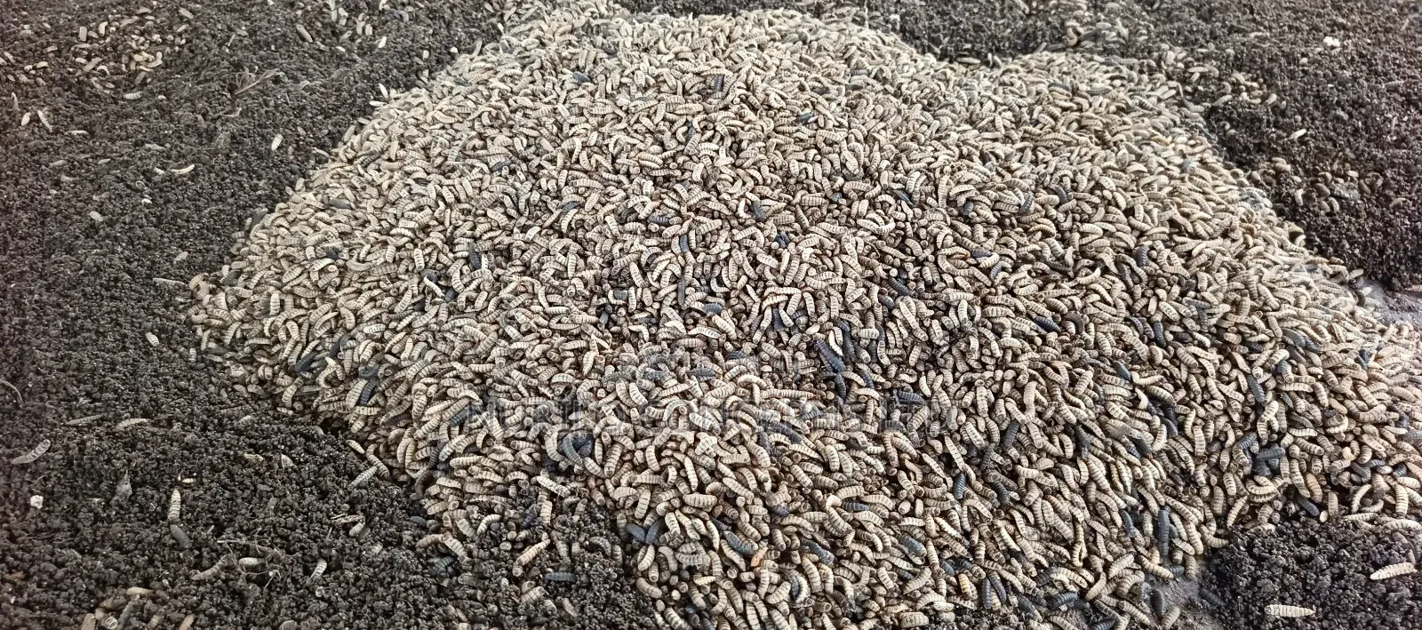 Black Soldier Fly [Fresh Larvae ] in Rubaga - Farm Animal Feed ...