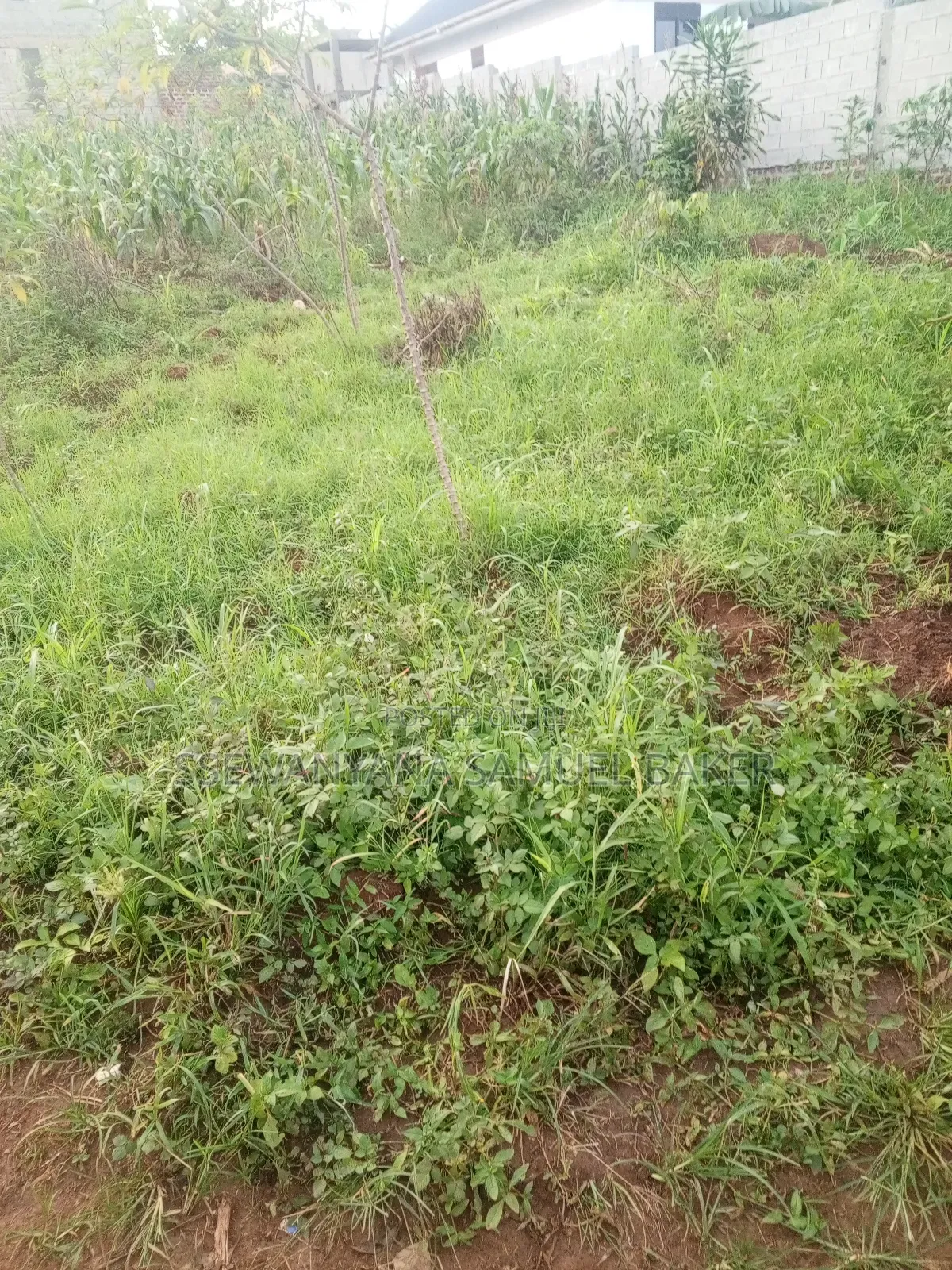 Hot Cake Land for Sale in Nsangi - Land & Plots for Sale, Ssewanyana ...