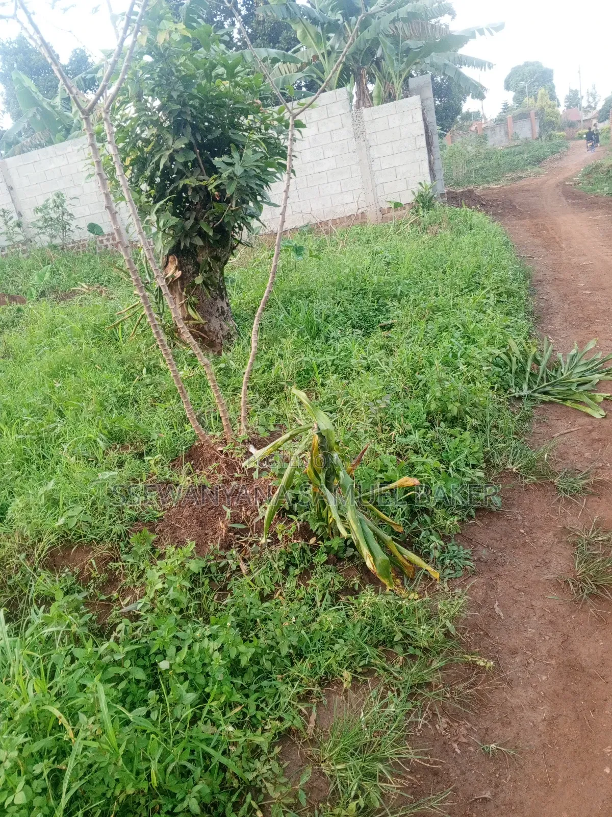 Hot Cake Land for Sale in Nsangi - Land & Plots for Sale, Ssewanyana ...